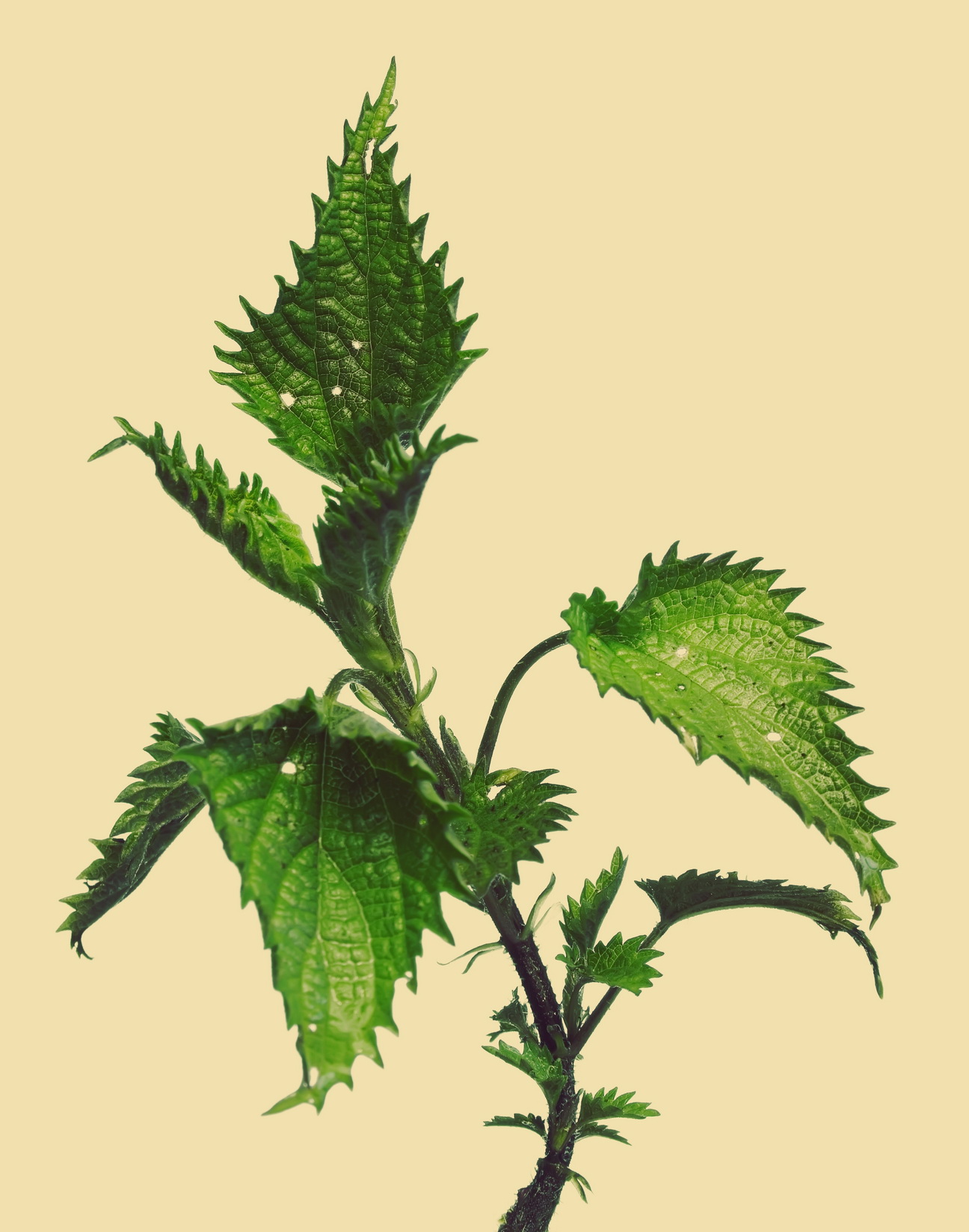 El poderoso té de Ortiga – Mari Pulido